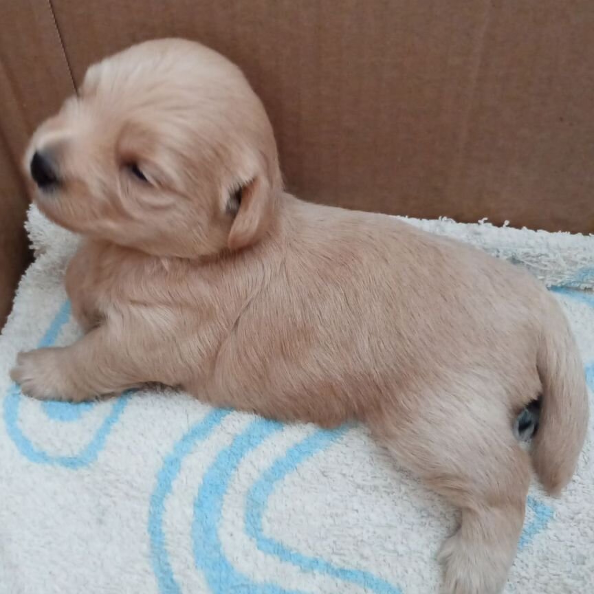 Йоркширский терьер, щенок