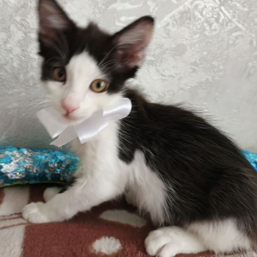 Котёнок в добрые руки