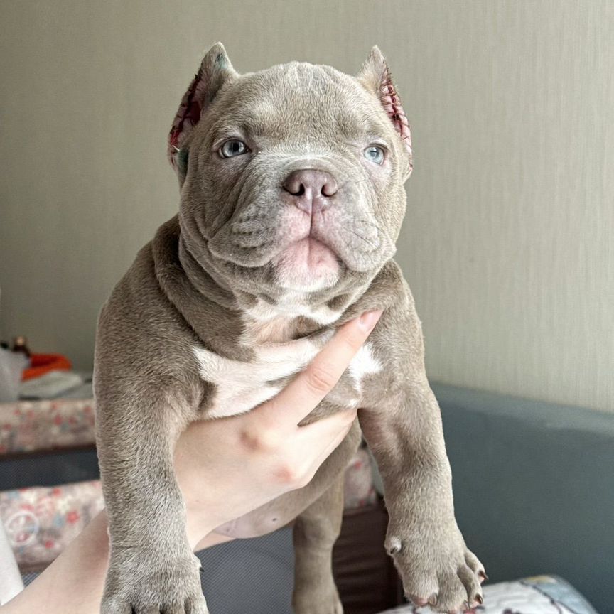 Американский булли микро