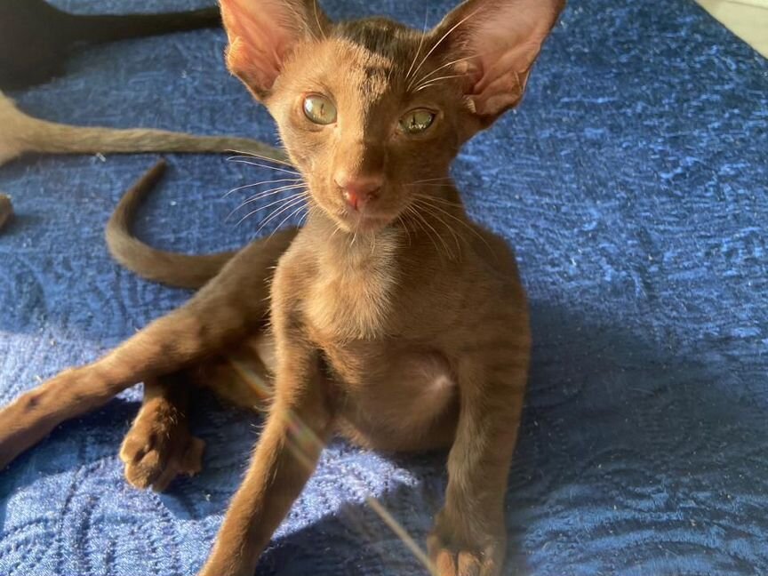 Ориентальные котята