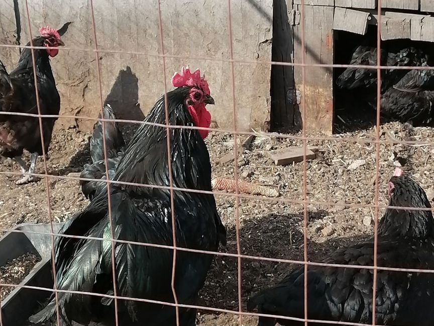 Куры петухи