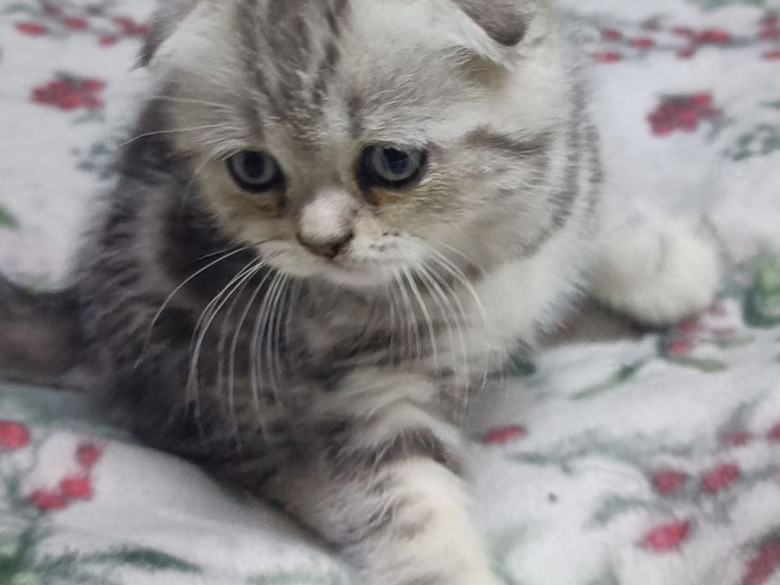 Девочка скоттиш фолд