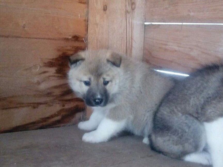 Щенки западно-сибирской лайки и маламута