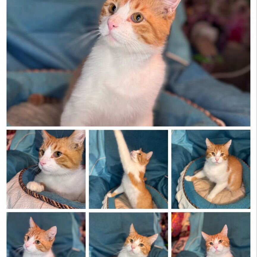 Котик в добрые руки