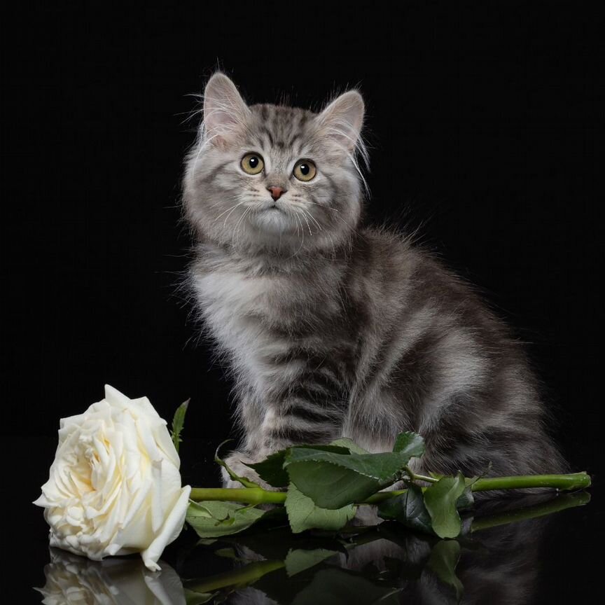 Потрясающий мрамор. Котёнок. Курильский бобтейл