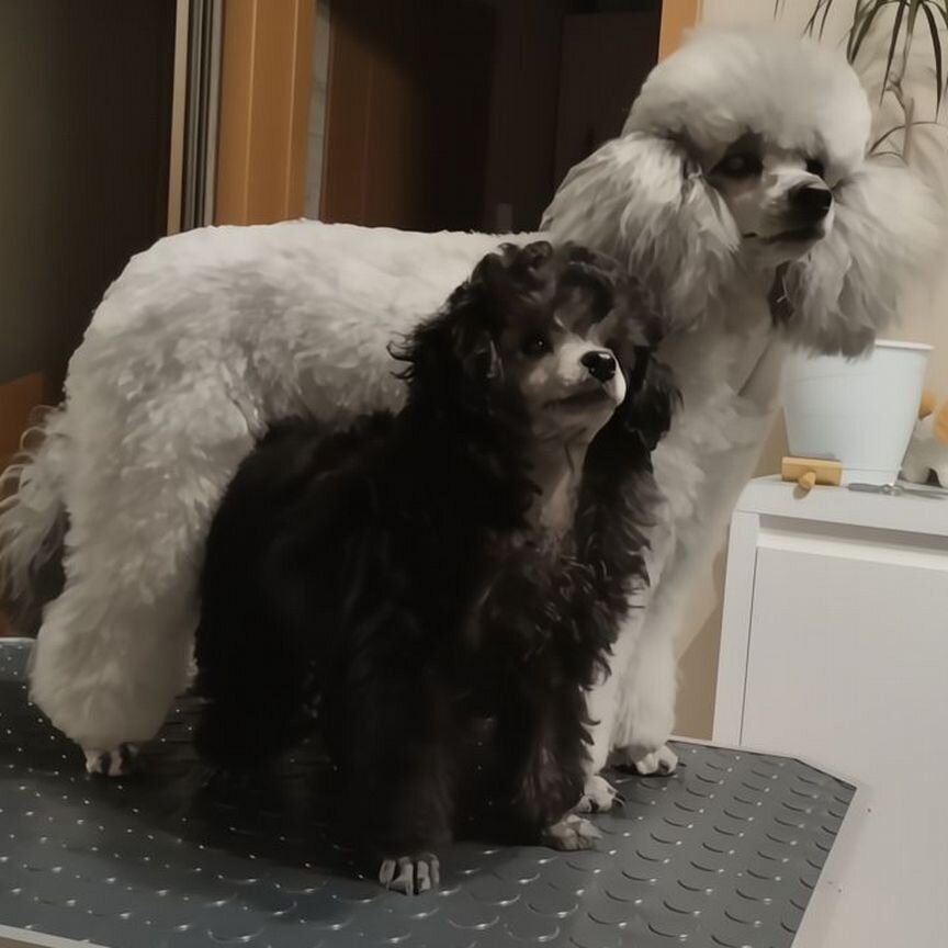 Пудель, щенок