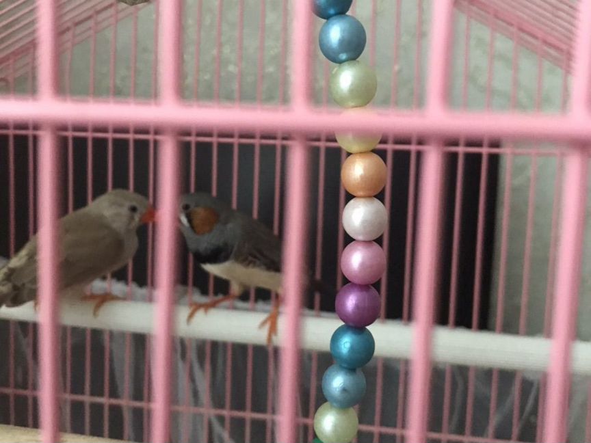 Попугайчики Амадины