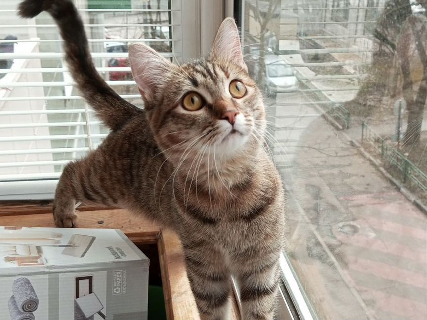Молоденькая кошечка ищет дом