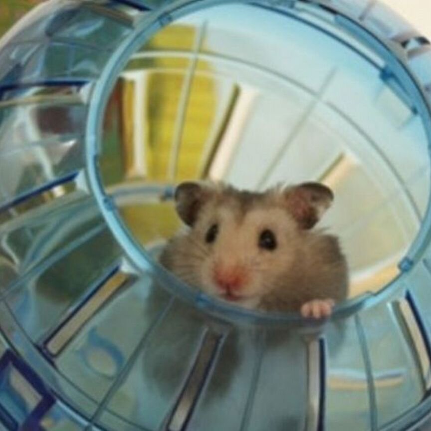 Шарик для хомяка