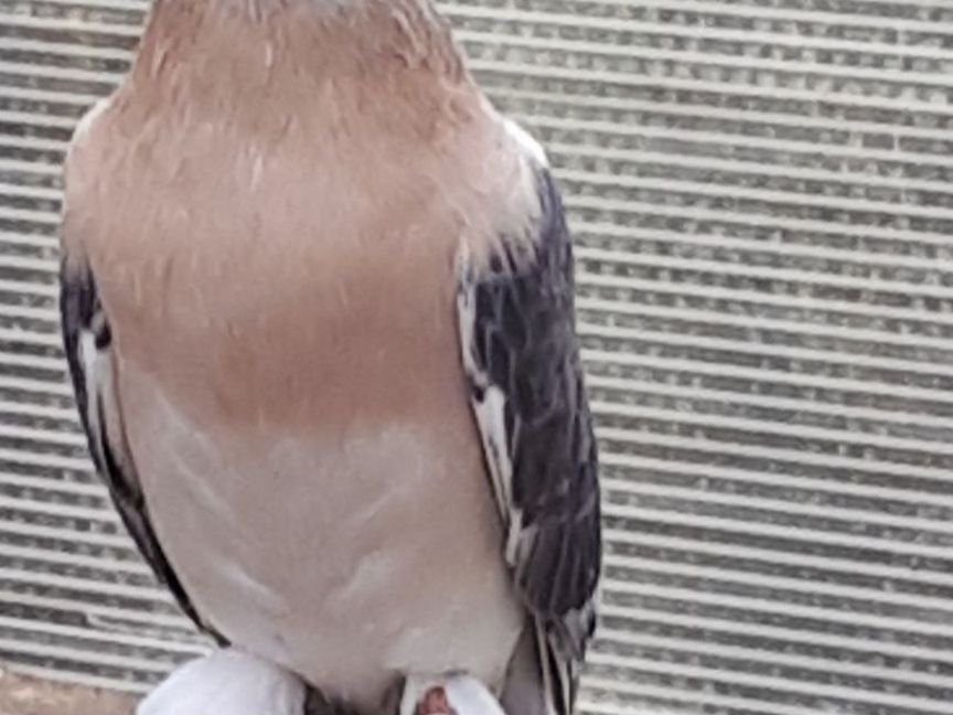 Турецкая такла