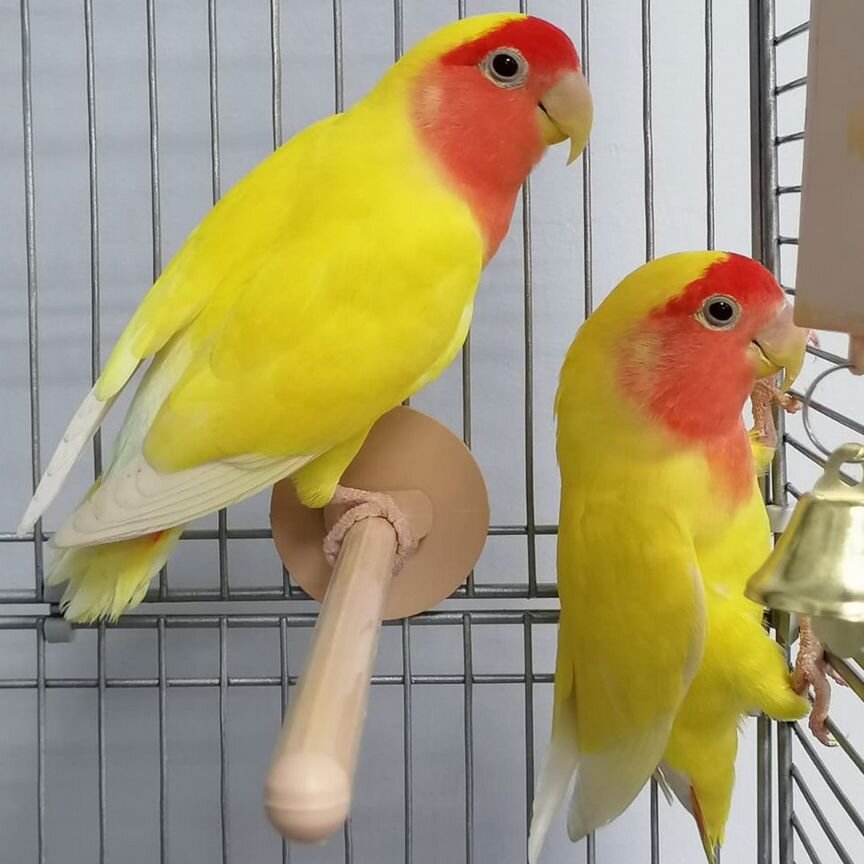 Неразлучник розовощекий желтый