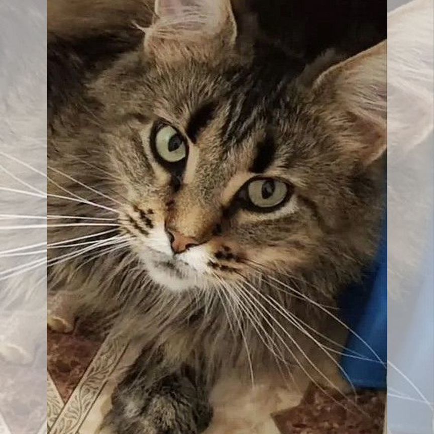 Мейн-кун, кошка вязка