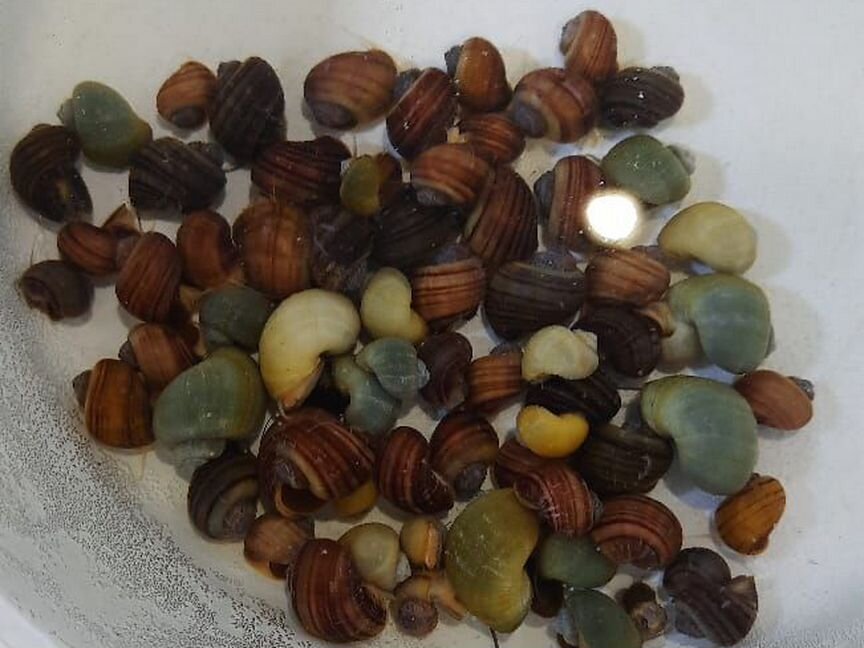 Улитки аквариумные ампулярии