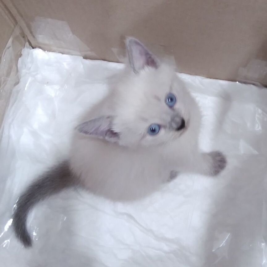 Котята в добрые руки