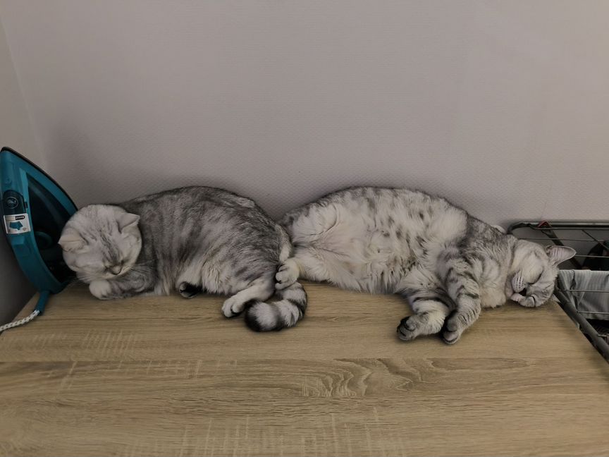 2 кошки (сестры) 1 год