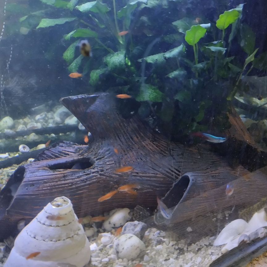 Мальки меченосцев