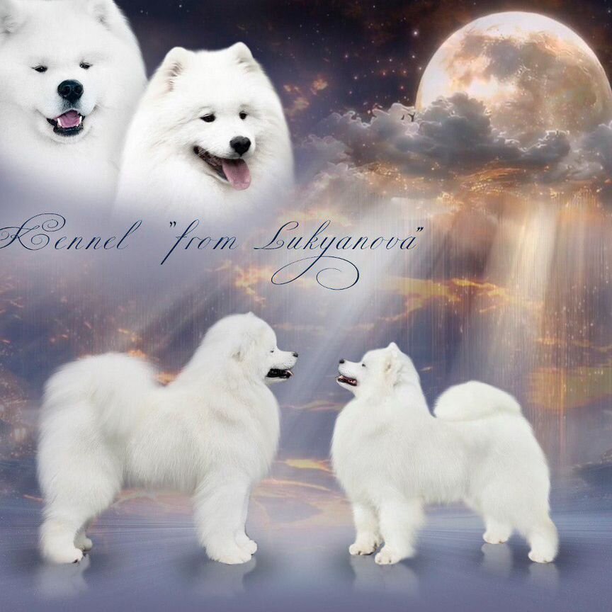 Самоедская собака, щенок