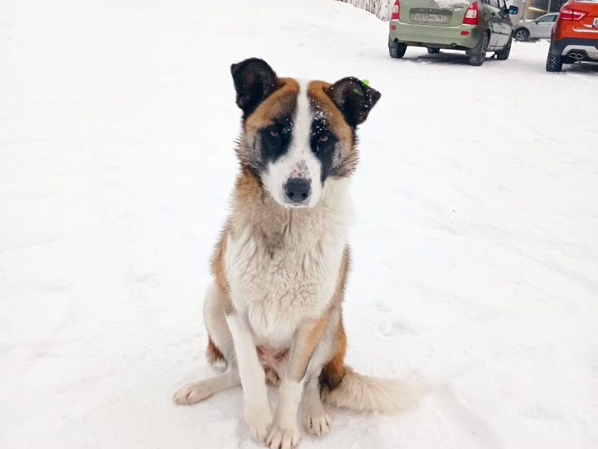 Самое нежное чудо ищет семью. Собака
