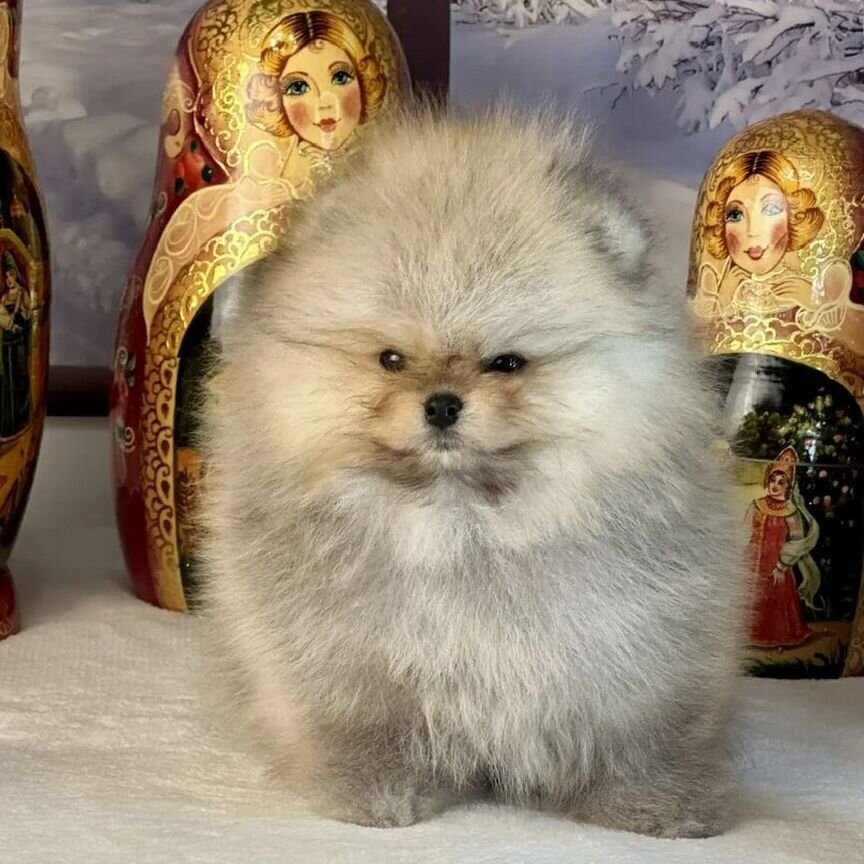 Померанский шпиц, щенок