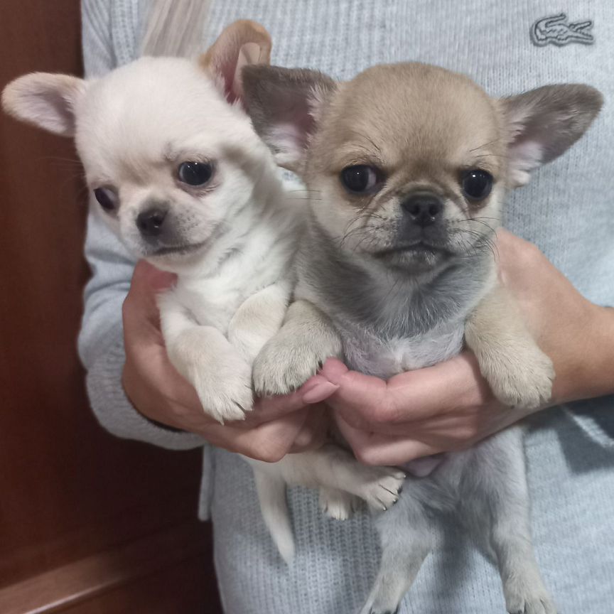 Чихуахуа, щенок