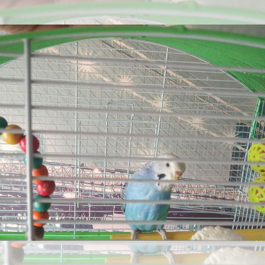 Волнистый попугай с клеткой