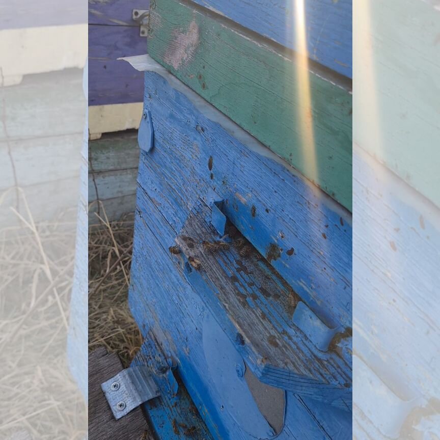 Ульи для пчел дадан 12 рамок