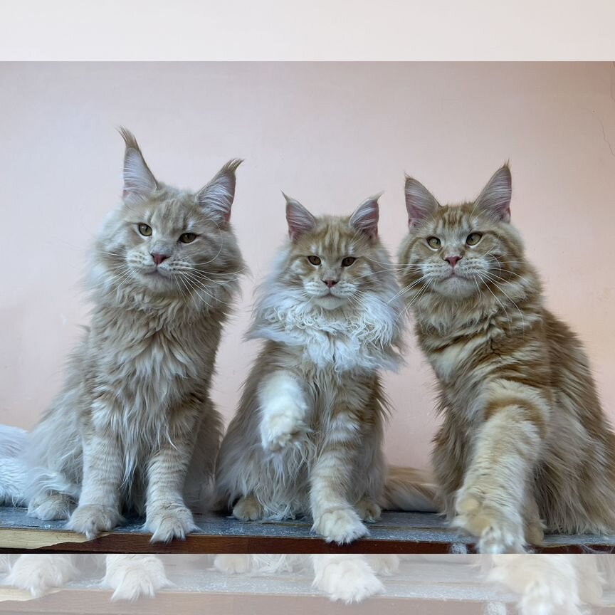 Мейн-кун котёнок