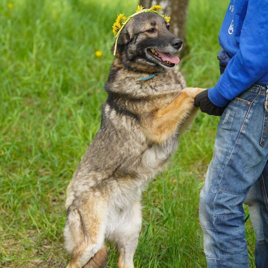 Красавица Агата ждёт своих хозяев