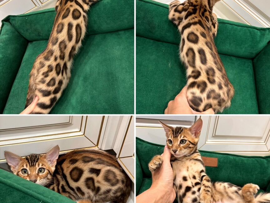 Бенгальские котята высокопородные