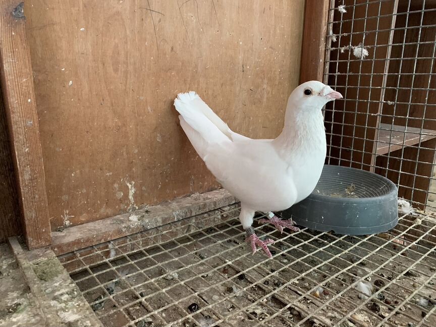 Пара спортивных белых голубей