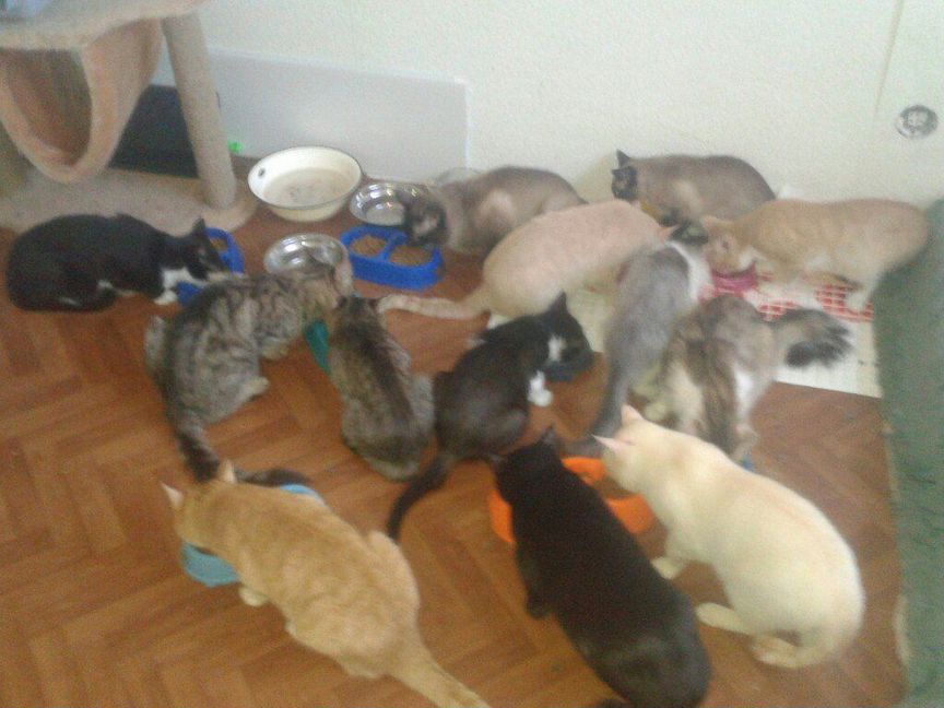 Приютскиe кошки мчс