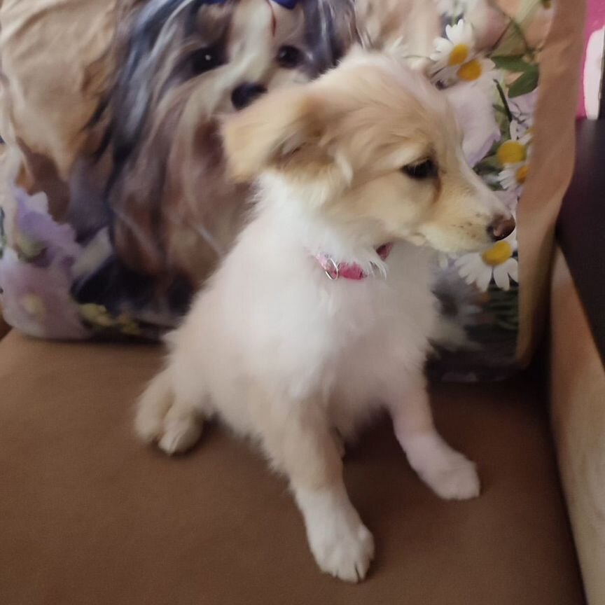 Щенок Белла девочка 3 мес