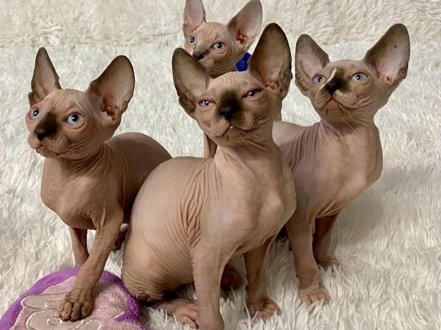 Канадский сфинкс котенок