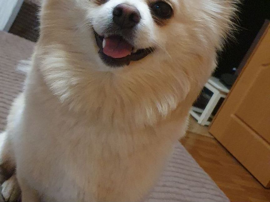 Немецкий шпиц ищет невесту