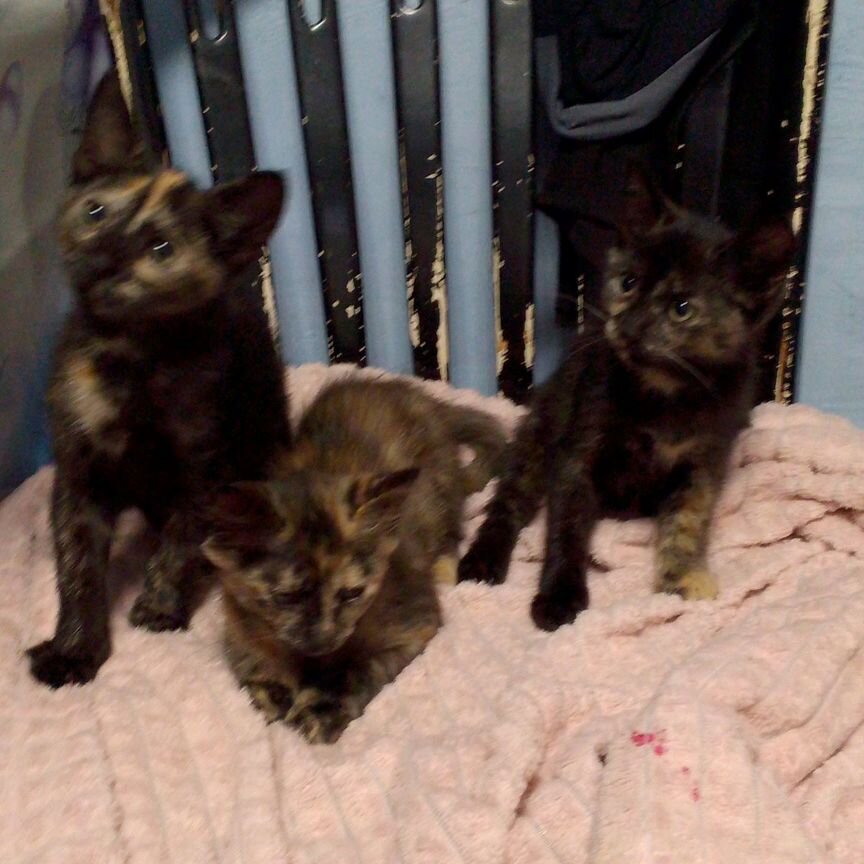 Котята в добрые руки бесплатно от сиамской кошки