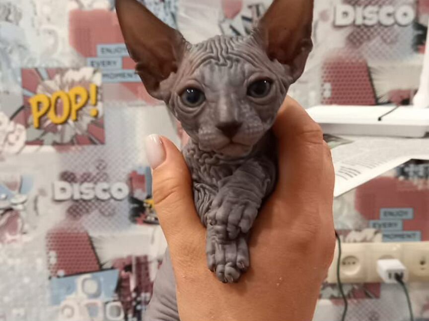 Донской сфинкс котята
