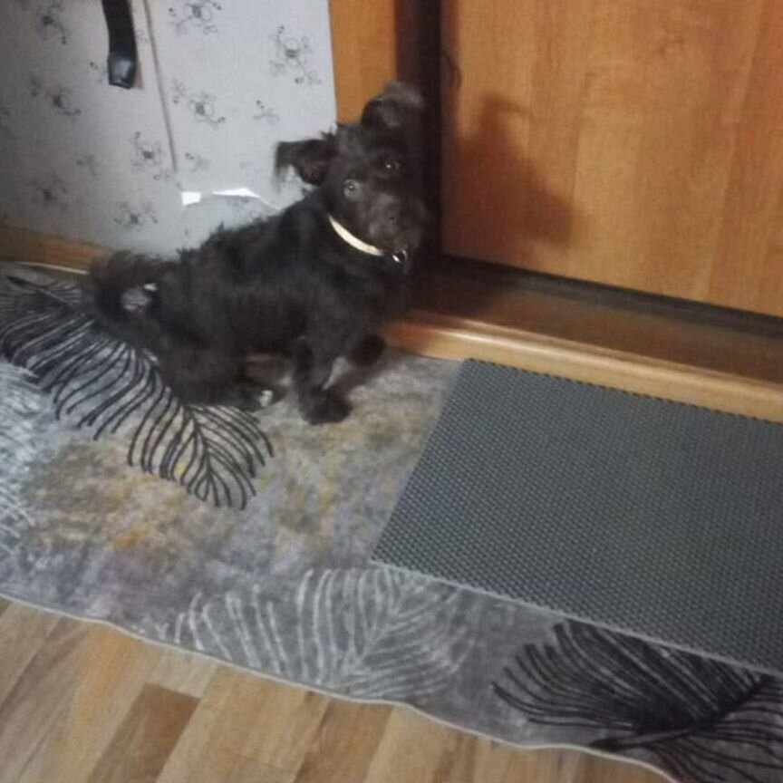 Отдам бесплатно в добрые руки