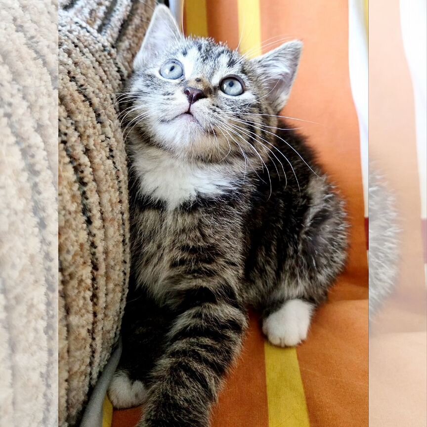 Котёнок в добрые руки