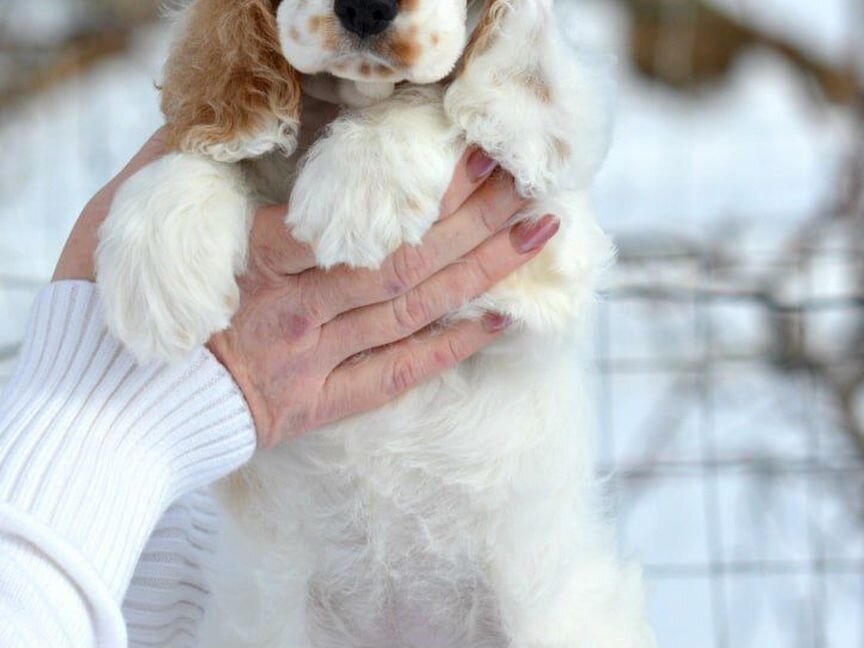 Девочка амкокера