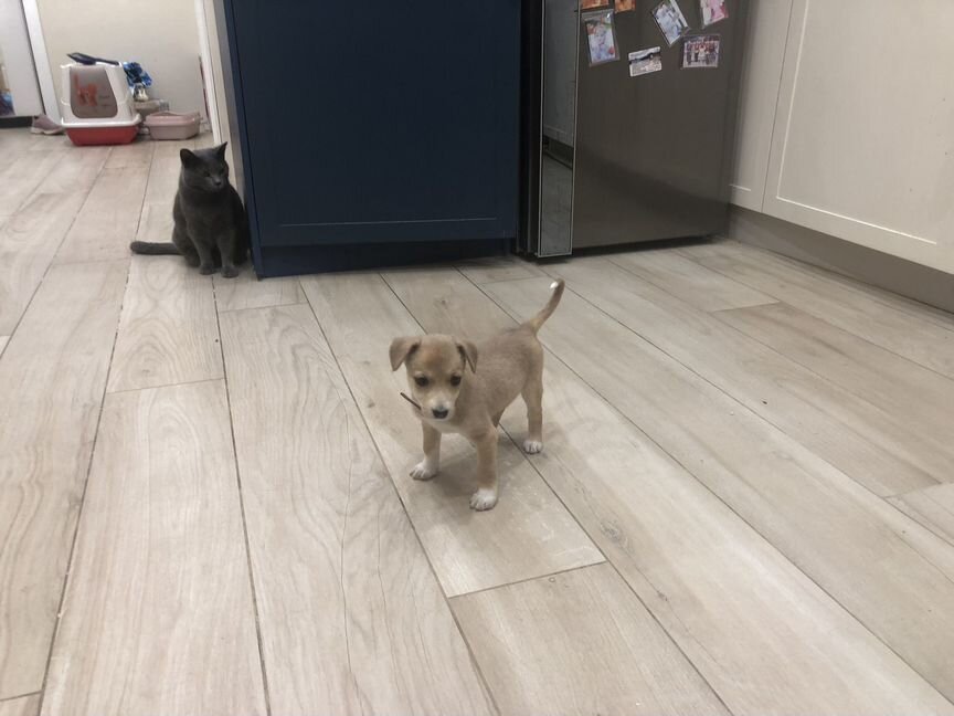 Чудные маленькие девочки