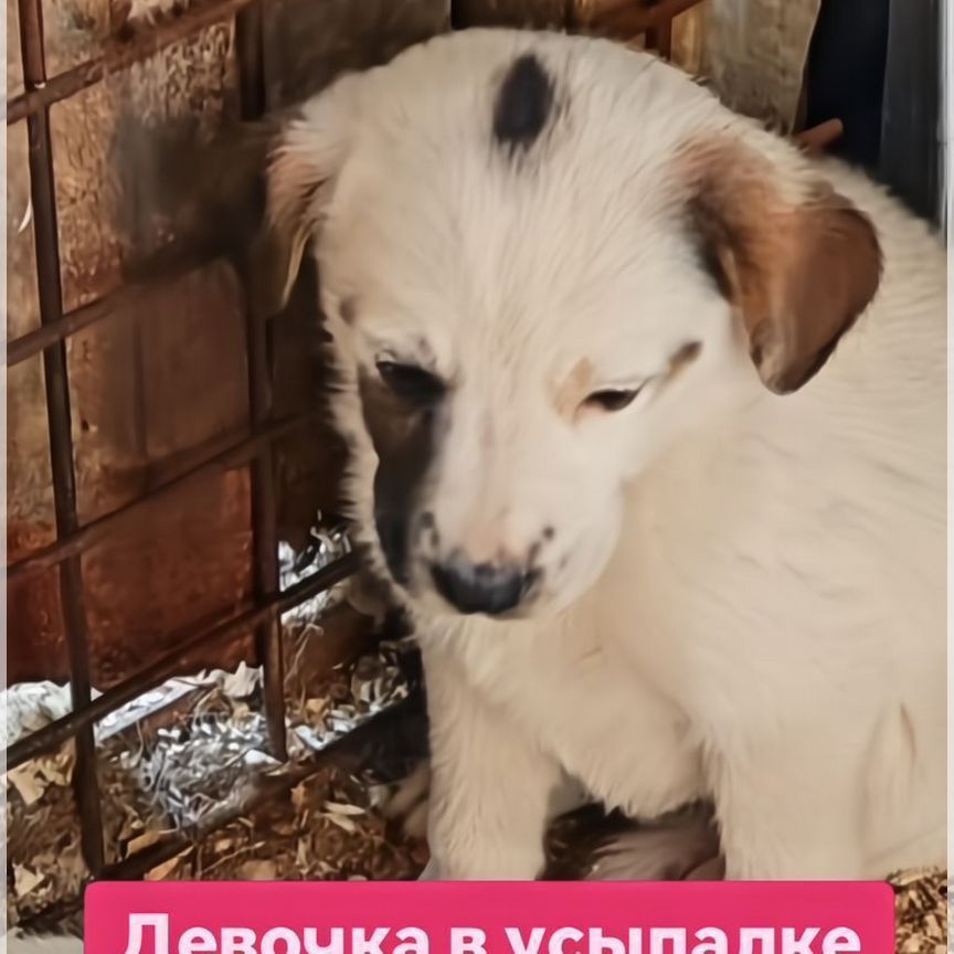 Щенок в добрые руки