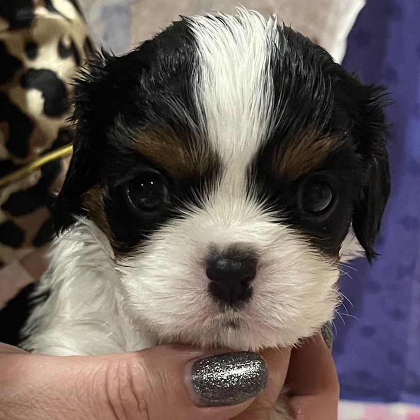 Кавалер кинг-чарльз-спаниель, щенок