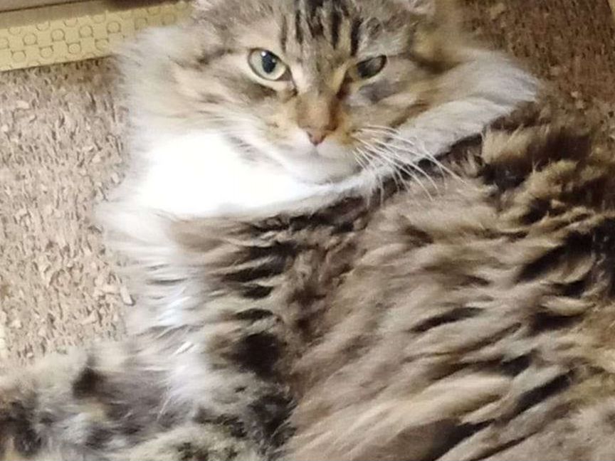 Кошки в добрые руки бесплатно