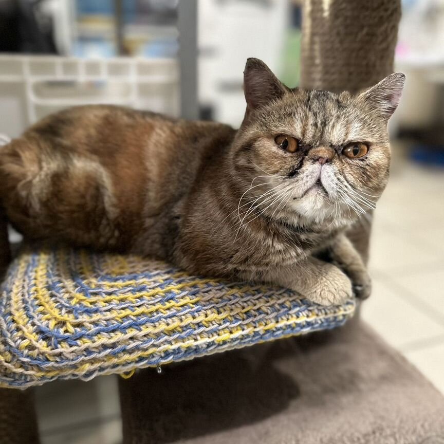 Экзотическая кошка ищет дом
