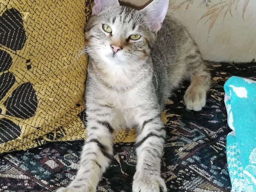 Котенок Кеша