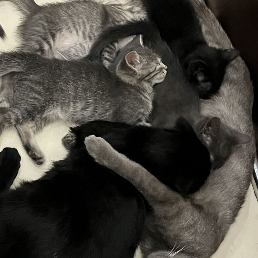 Котёнок в добрые руки