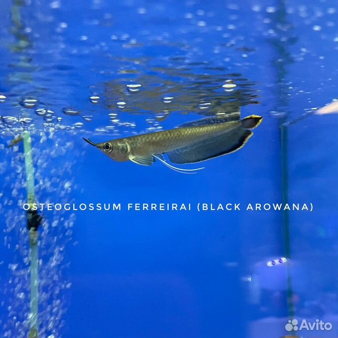 Арована черная Osteoglossum ferreirai