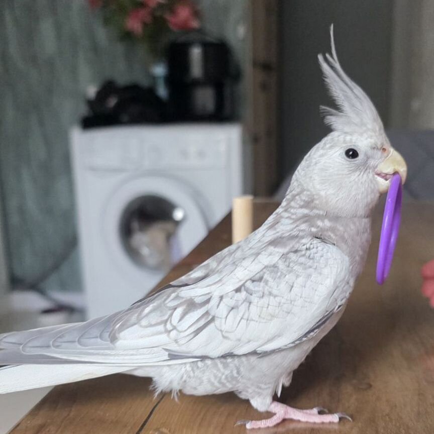 Попугай корелла с клеткой ручной