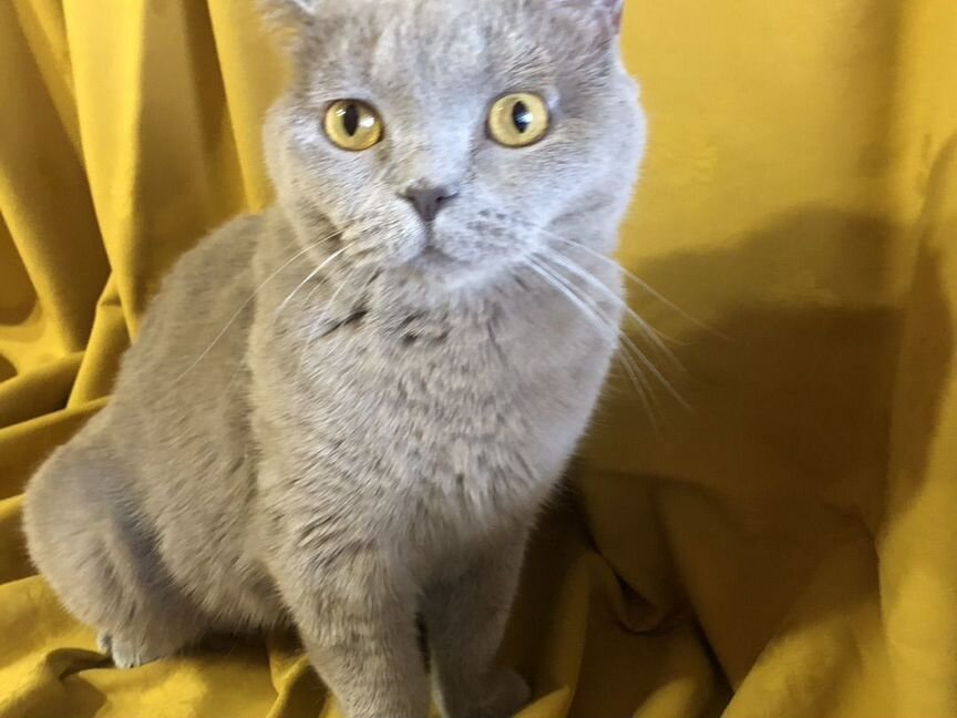 Кошечка Габби