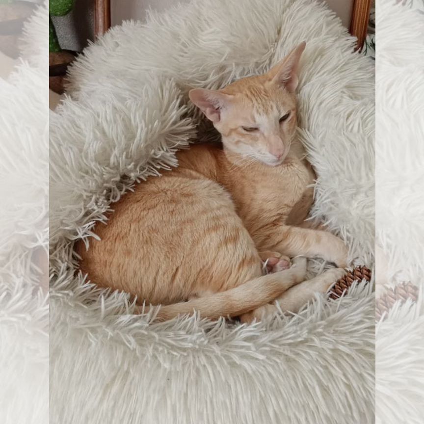 Котик онлайн